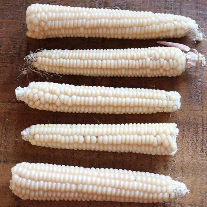 Galusha Hill Organic Seeds | Shop Organic Seeds