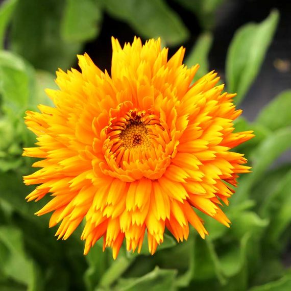 Marigold - Red Metamorph | Galusha Hill Organic Seeds